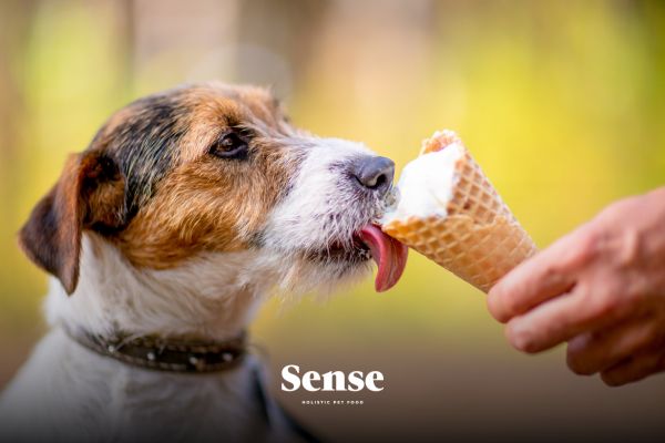 Recetas caseras de helados para perro - Dibaq Sense Chile