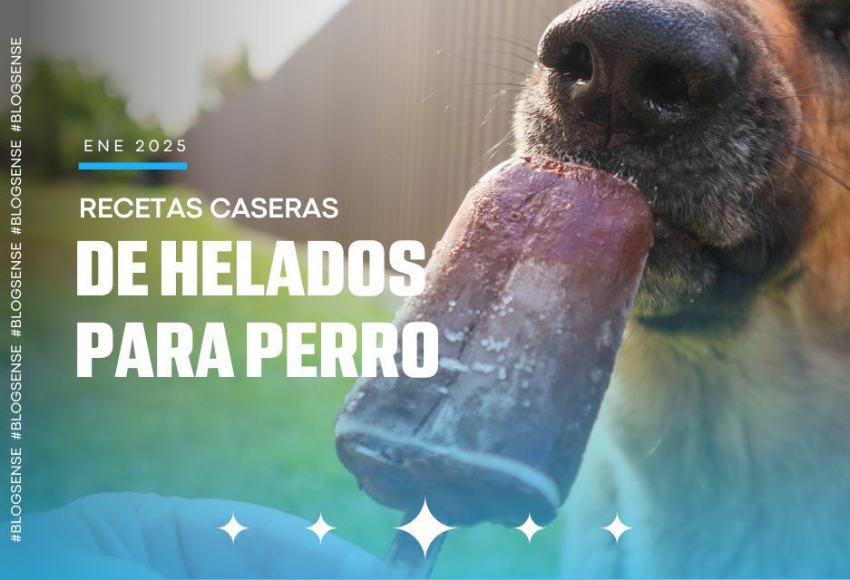 Recetas caseras de helados para perro - Dibaq Sense Chile
