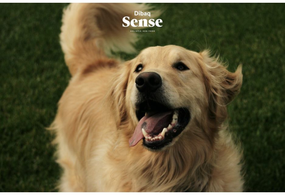 Que Significa Como Un Perro